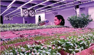 Isifarmer: el ‘coworking’ de agricultur­a sostenible en el centro de Madrid - PressReader