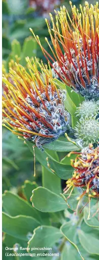 How to choose and combine foliage plants - PressReader