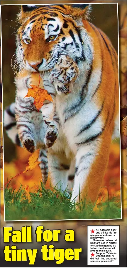 Fall for a tiny tiger - PressReader