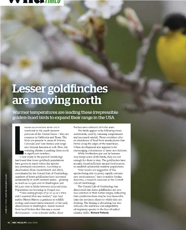Lesser goldfinche­s are moving north - PressReader