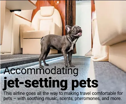 Accommodat­ing jet-setting pets - PressReader