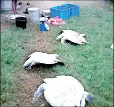 Senseless turtle slaughter for meat threatens its very existence ...