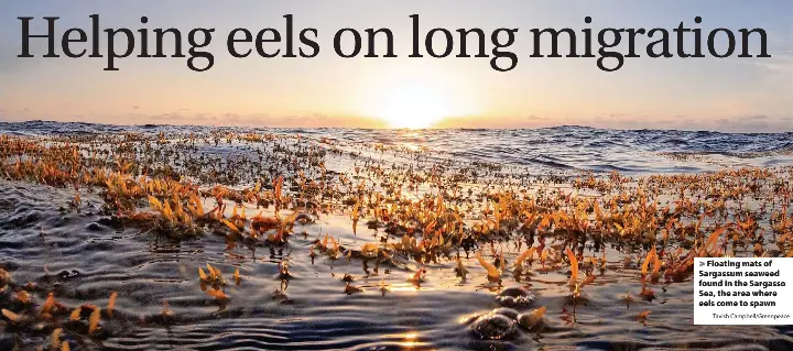 Helping eels on long migration - PressReader