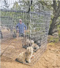 Rescuing four dumped dogs - PressReader