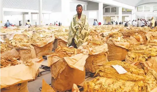 Tobacco sales rake in US$574m - PressReader