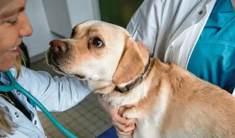 Den ganzen Tag lang Tieren helfen - PressReader