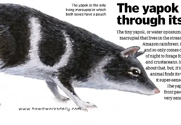 The yapok can see through its fingers - PressReader