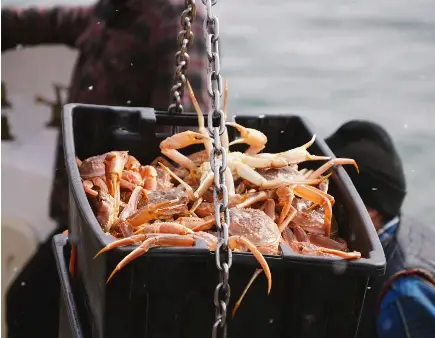 Les stocks de crabe des neiges sont en hausse, sauf dans l’estuaire ...