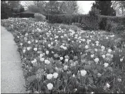 Plant spring flowering bulbs now - PressReader