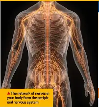 PERIPHERAL NERVOUS SYSTEM - PressReader