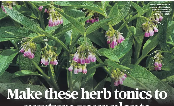 Make these herb tonics to nurture your plants - PressReader