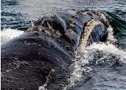 Rare whale seen off Marin-Sonoma coast - PressReader