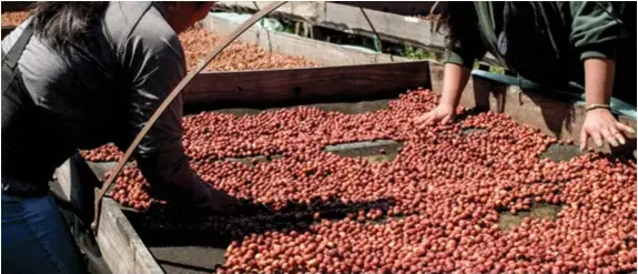 MÉXICO Y LA AGROINDUST­RIA - PressReader