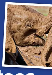 THE CHEEKY ELEPHANTS WHO CAN WALK ON TIPTOES - PressReader