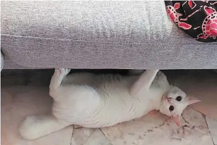 Cat sofa races - PressReader