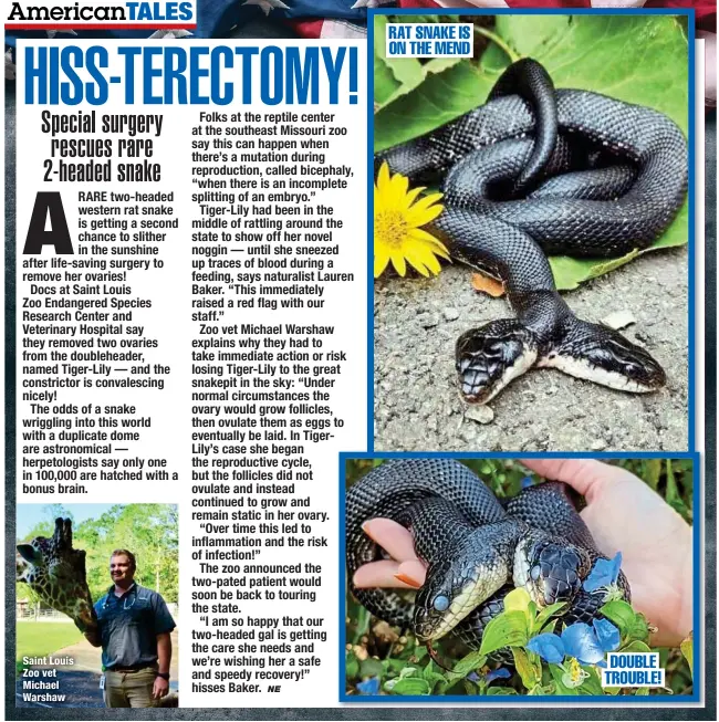 Special surgery rescues rare 2-headed snake HISS-TERECTOMY! - PressReader