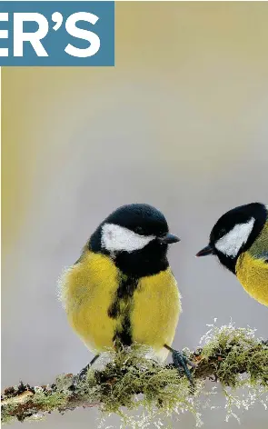 A WINTER’S VIEW - PressReader