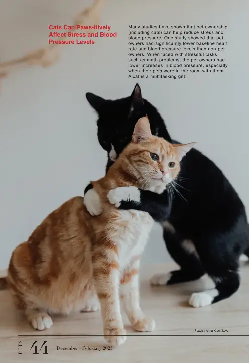 Cats Can Paws-Itively Affect Stress and Blood Pressure Levels - PressReader