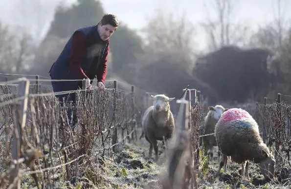 Exciting prospects: Krebiehl’s grower Champagnes to seek out - PressReader