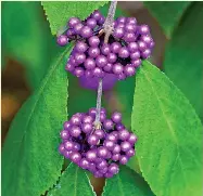 FIVE BRILLIANT BERRY-BEARERS - PressReader