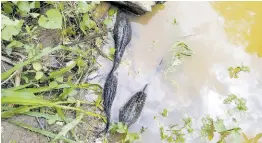 Whose side is NEPA on? - PressReader