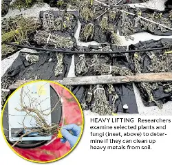 FUNGI AND PLANTS CLEAN UP CALIFORNIA POLLUTION - PressReader