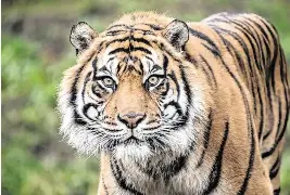 Point Defiance Zoo euthanizes 13-year-old endangered tiger - PressReader