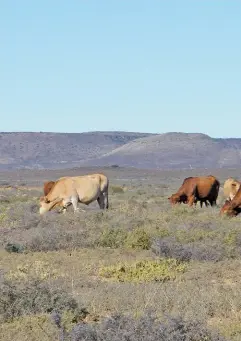 Cattle farming basics: Sweetveld vs sourveld, and how to get the best ...