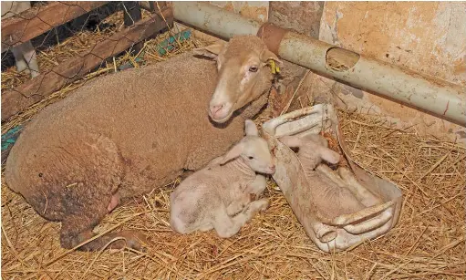 Sheep farming: the best ways to reduce lamb losses - PressReader