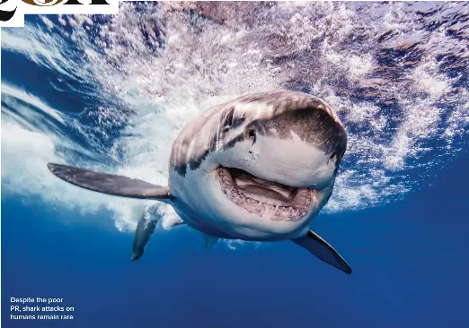 Great white shark - PressReader