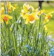 Spring daffodils - PressReader