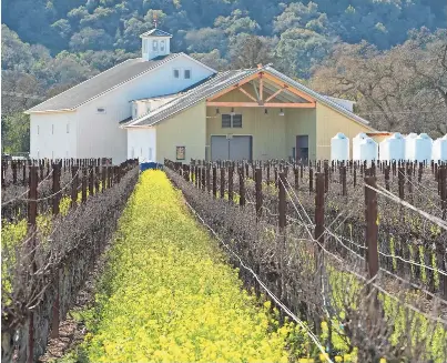 Vineyards make use of invasive mustard - PressReader