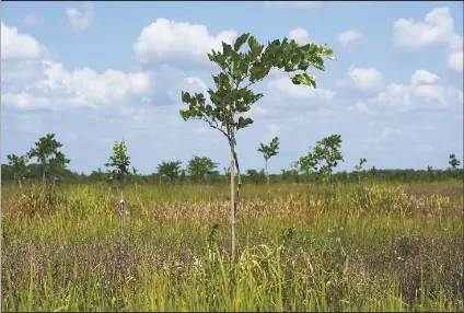 Pongamia trees grow where citrus once ourished, offering renewable ...
