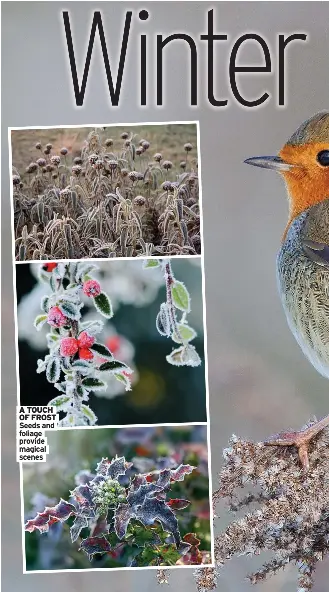 IN THE Winter GARDEN - PressReader