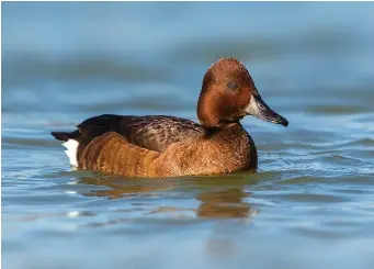 Basic Principles - PressReader