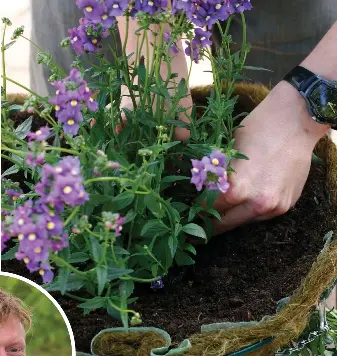 How to plant hanging baskets - PressReader