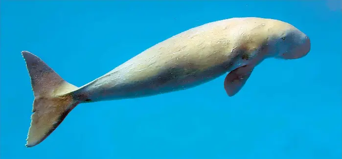 Conservati­on of dugongs must remain a top priority for India - PressReader