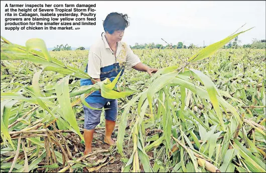 6 BOC execs in Subic axed over impounded sugar - PressReader