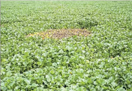 Cheers to gin made from alien weed - PressReader