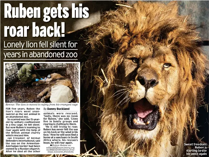 Ruben gets his roar back! - PressReader