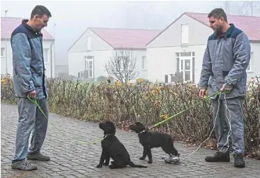 Pups prepare Czech prisoners for freedom - PressReader