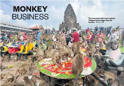 MONKEY BUSINESS - PressReader