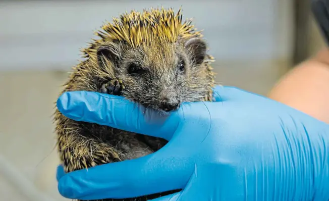 Kinder spielen vor Schule mit Igel Fußball - PressReader