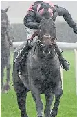 Owner tells of ‘heartbreak’ at death of horse | The Courier ...