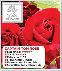 The official Captain Tom rose - PressReader