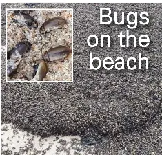 Bugs on the beach - PressReader