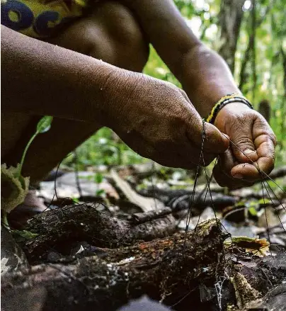 Mulheres ianomâmis descobrem nova espécie de fungo usado em cestaria ...