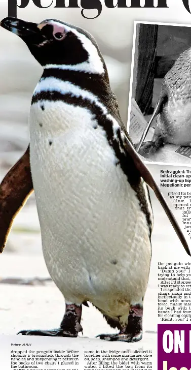British teacher who p-p-picked up poorly penguin (and became his very ...