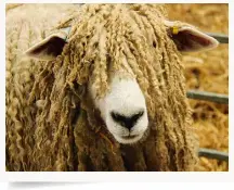 50 YEARS OF THE RARE BREEDS SURVIVAL TRUST - PressReader