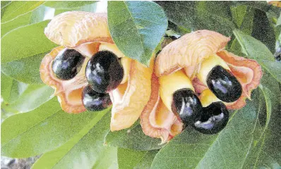 Shortage of ackee in Jamaica and abroad - PressReader